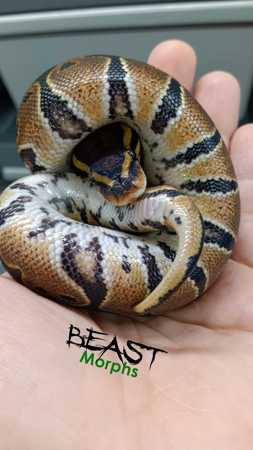 100% Het Sunset Ball Python by Beast Morphs - MorphMarket