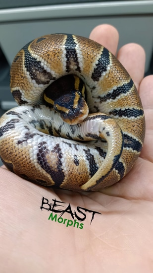 100% Het Sunset Ball Python by Beast Morphs