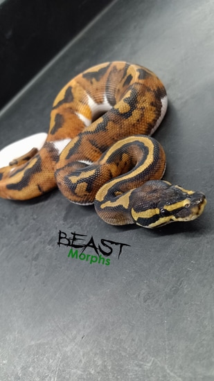Pied Probably OD Ball Python by Beast Morphs