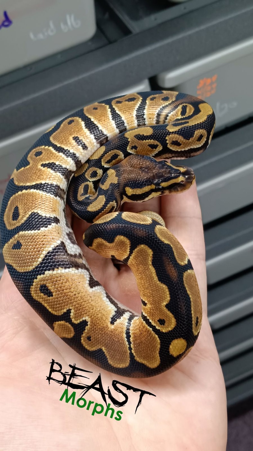Shipping Included! Orange Dream Het Pied Ball Python by Beast Morphs ...