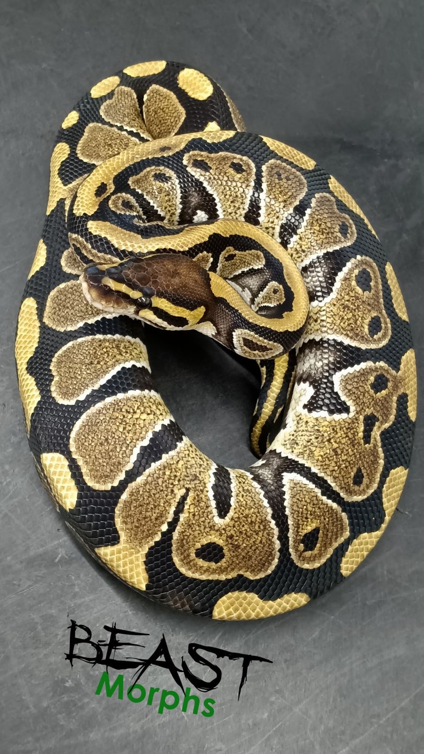 100% Dh Clown Hypo Ball Python by Beast Morphs - MorphMarket