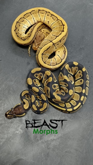 100% DH Desert Ghost Clown 50% Het Axanthic Vpi Ball Python by Beast Morphs