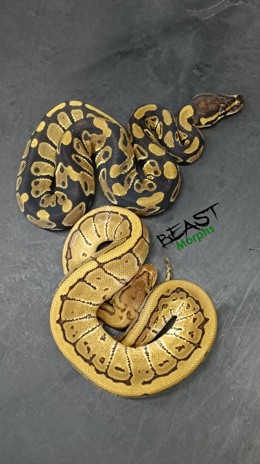 100% DH Desert Ghost Clown 50% Het Axanthic Vpi Ball Python by Beast ...