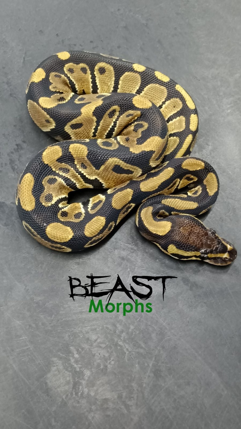 100% DH Desert Ghost Clown 50% Het Axanthic Vpi Ball Python by Beast ...