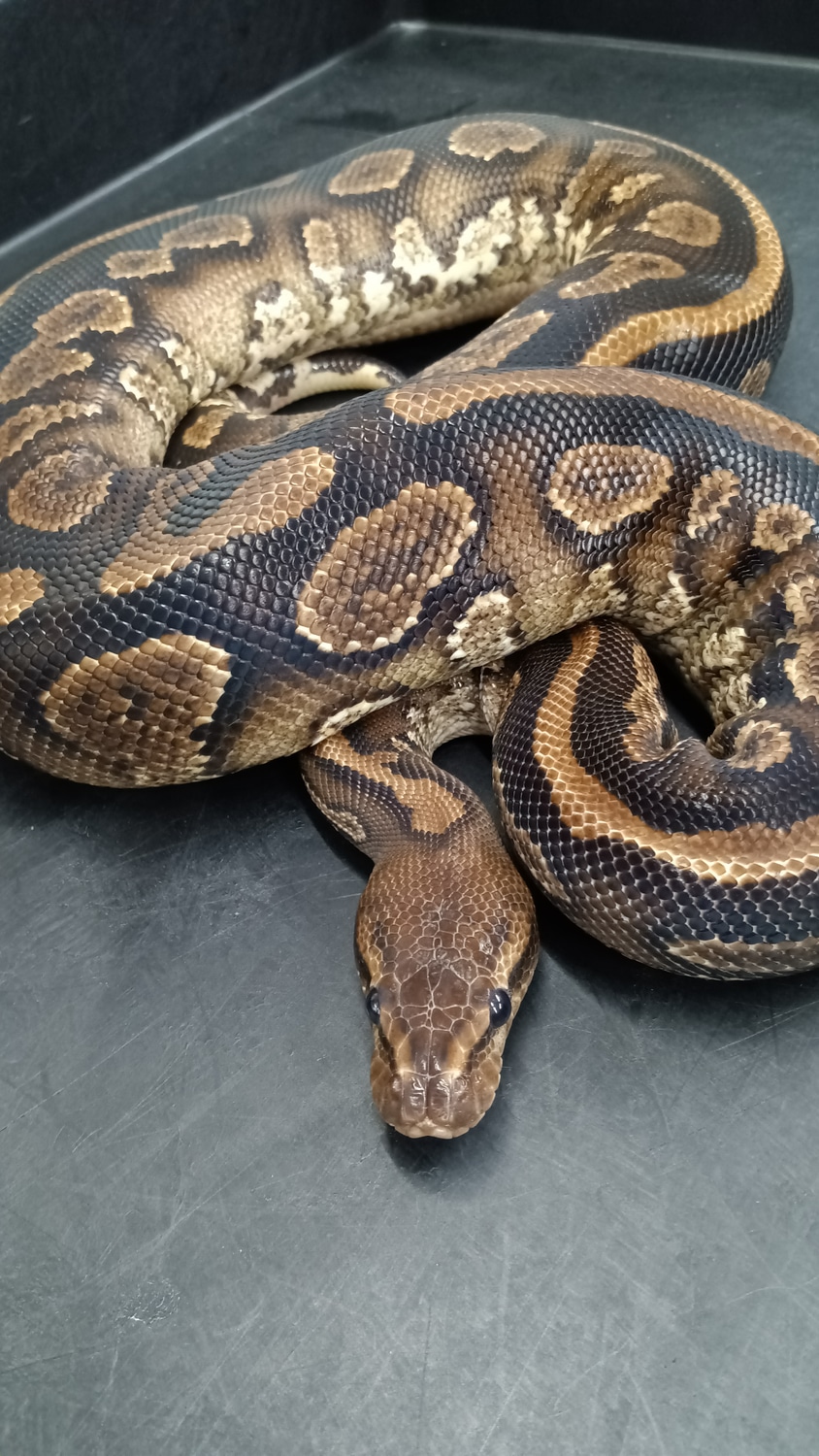 Mahogany Yellowbelly Het Pied Ball Python by Beast Morphs - MorphMarket
