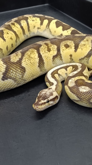 Proven Super Pastel Female Ball Python by Beast Morphs