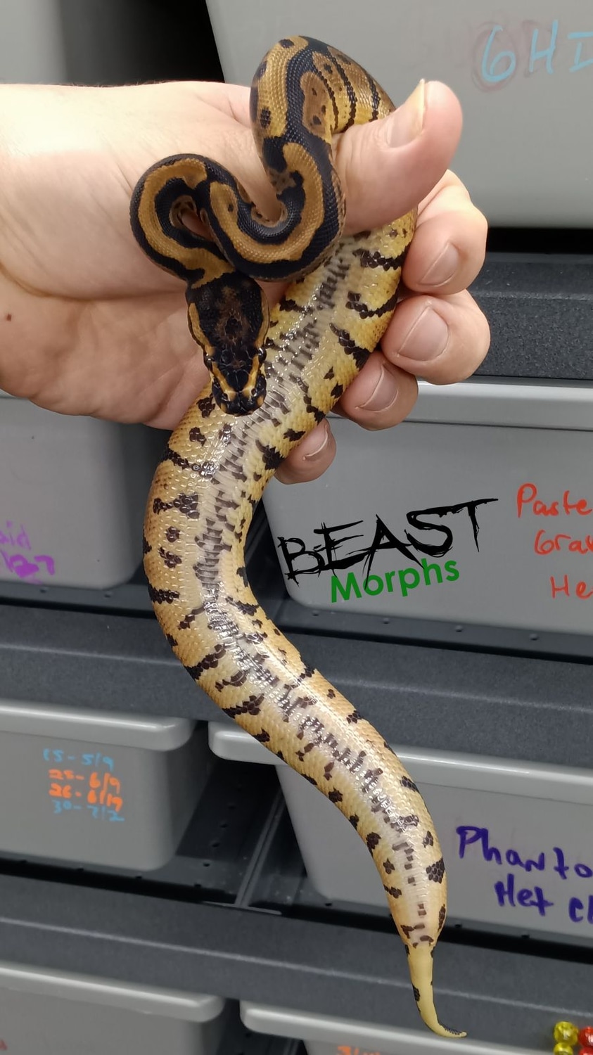 Acid 100% Het Sunset Ball Python by Beast Morphs - MorphMarket