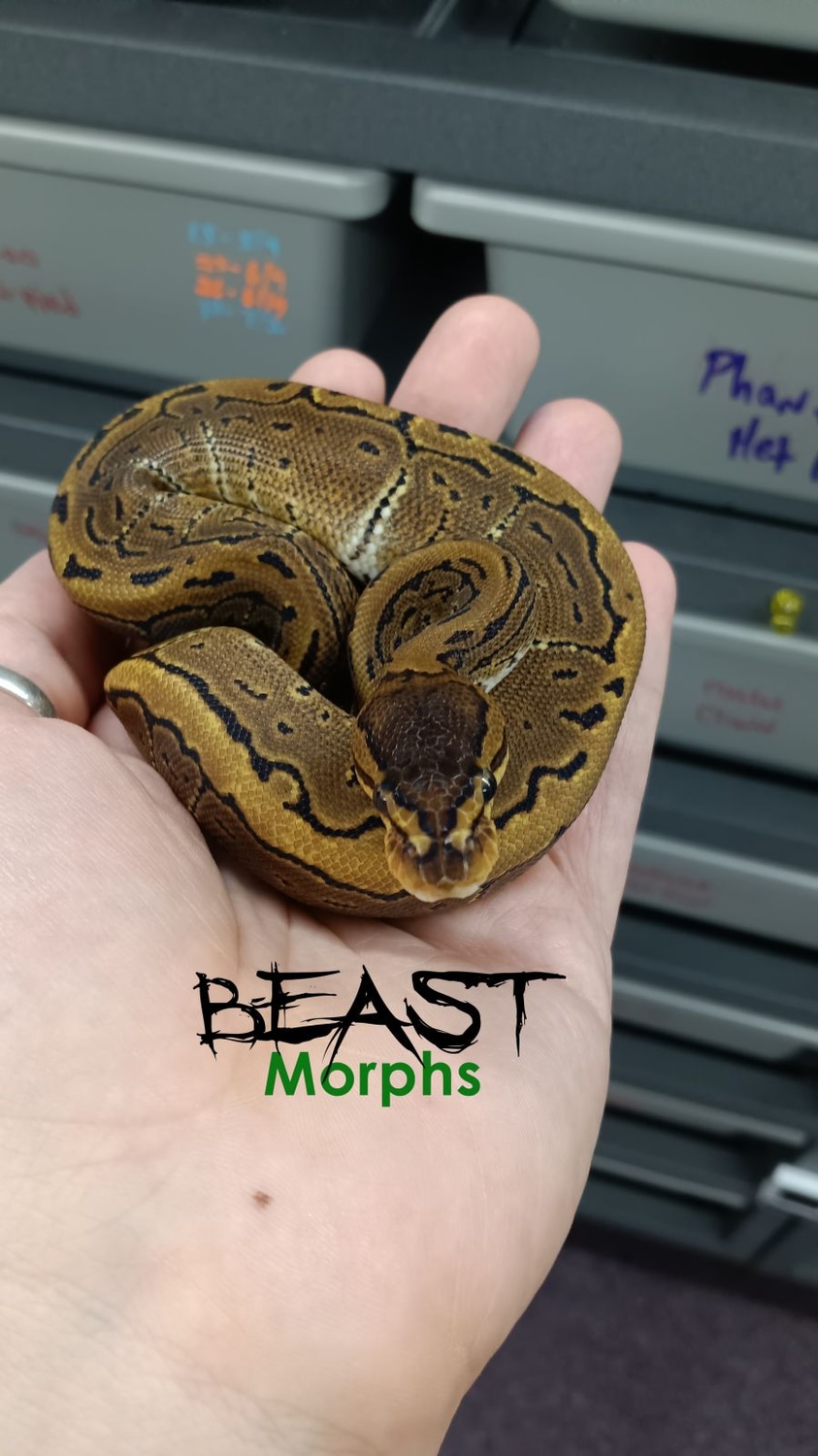 Pinstripe 100% Het Sunset Ball Python by Beast Morphs - MorphMarket