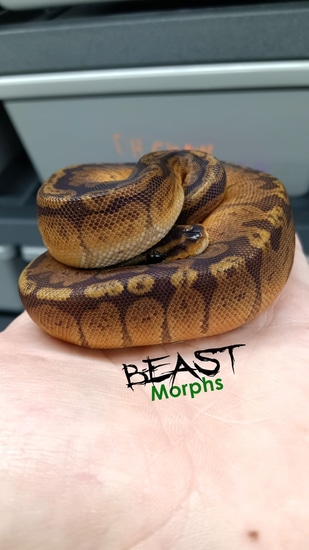 Sunset Ball Python by Beast Morphs