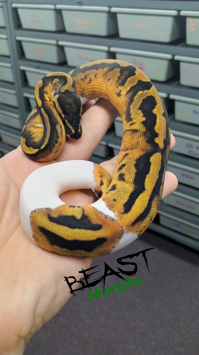 Orange Dream Piebald Ball Python by Beast Morphs - MorphMarket