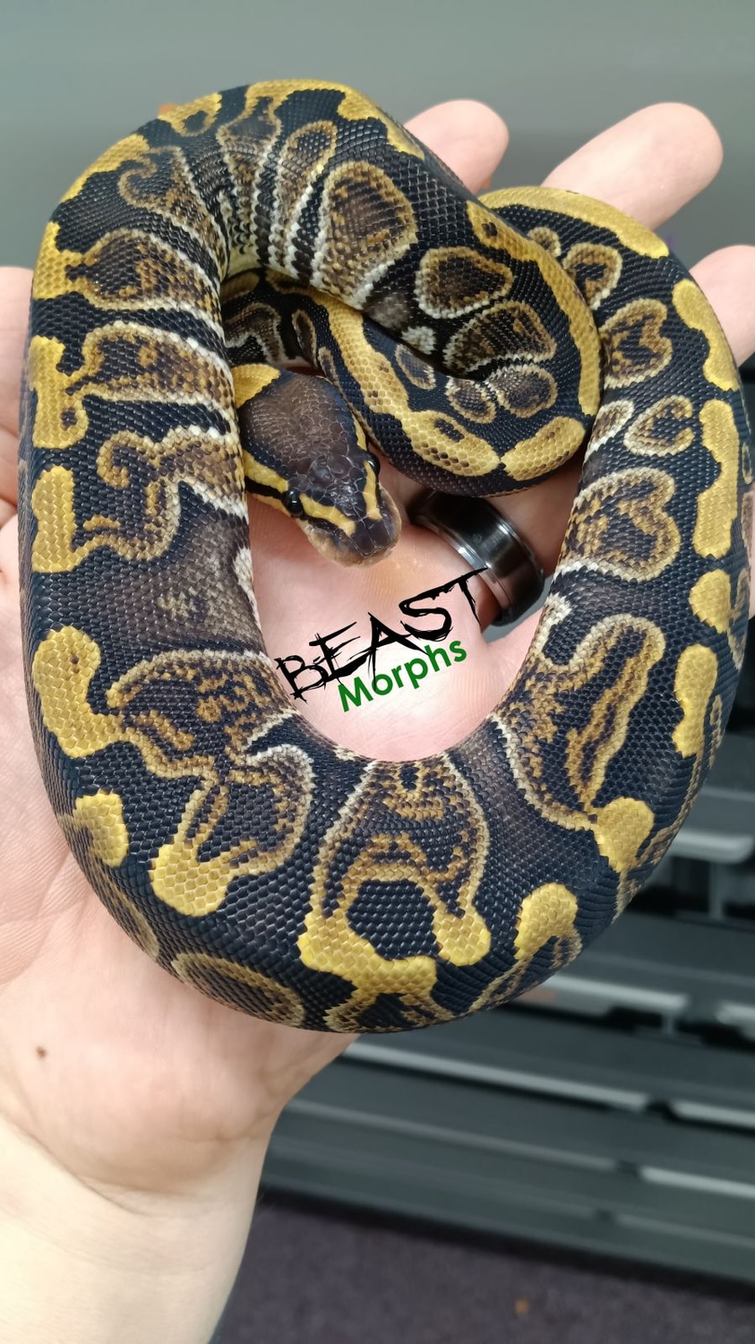 GHI 100% Het Clown Ball Python by Beast Morphs - MorphMarket