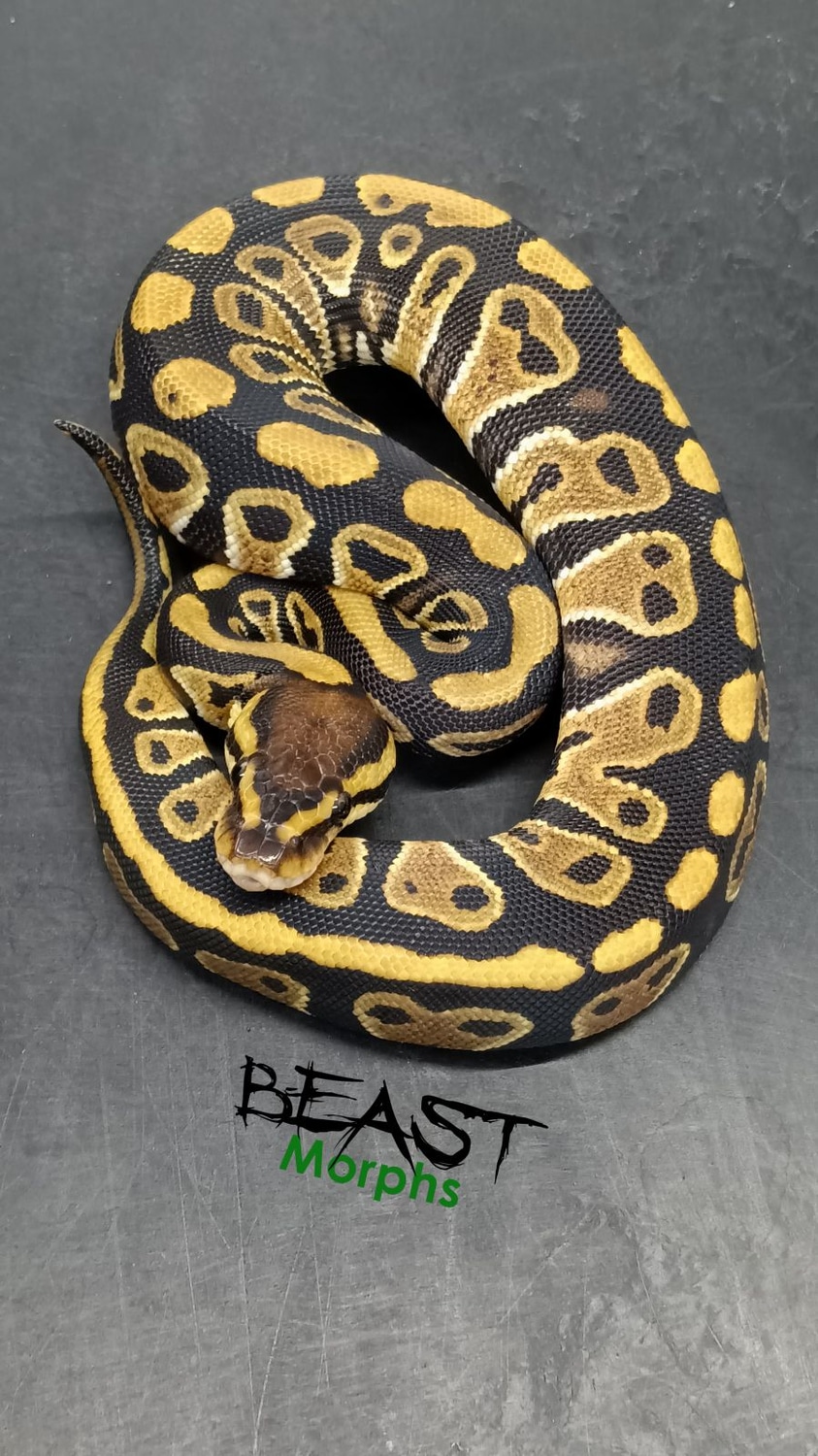 Het Clown 66% Het Piebald Ball Python by Beast Morphs - MorphMarket