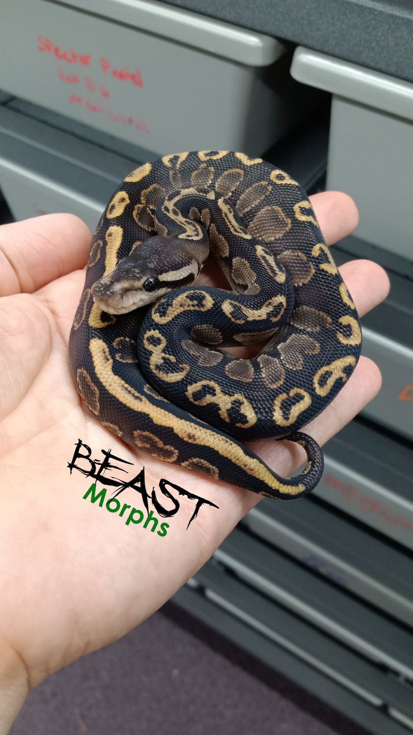 GHI Cinnamon 100% Het Clown Ball Python by Beast Morphs - MorphMarket