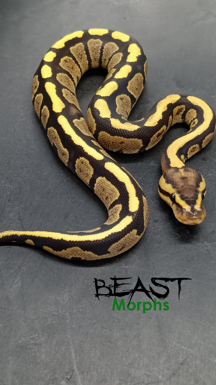 Vudoo Fire Ball Python by Beast Morphs - MorphMarket