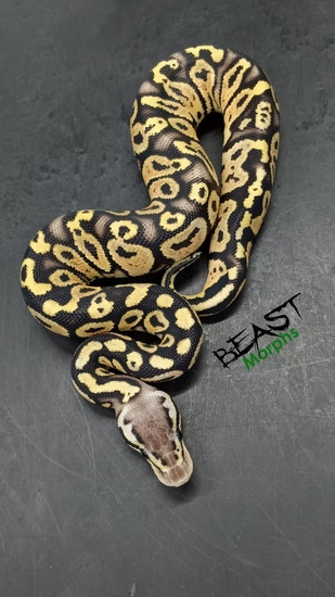 Vudoo Pastel Ball Python by Beast Morphs