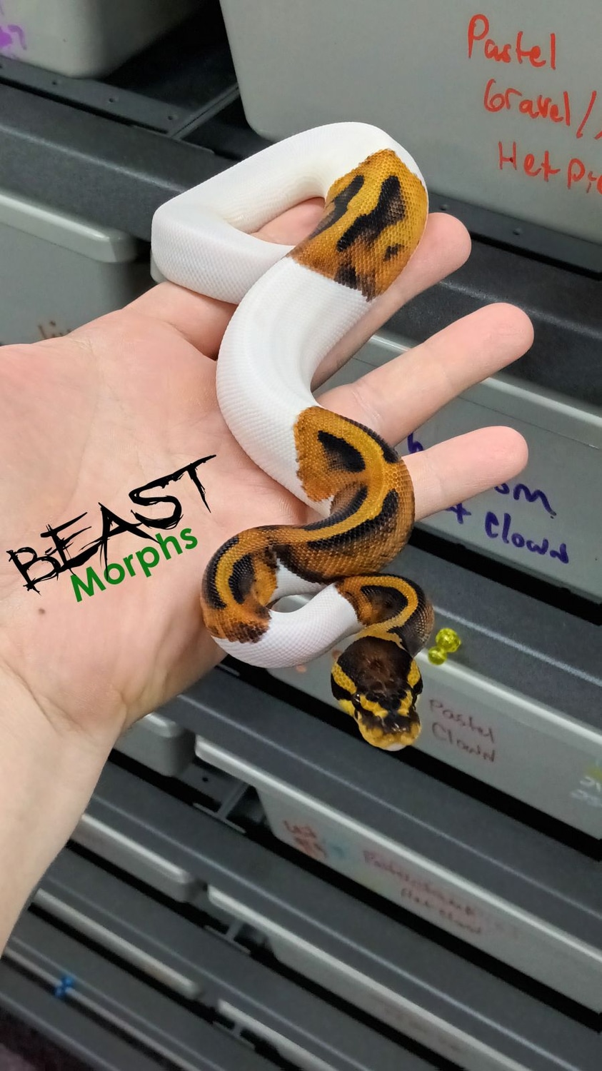 Piebald 100% Het Clown POS Mahogany Ball Python by Beast Morphs ...