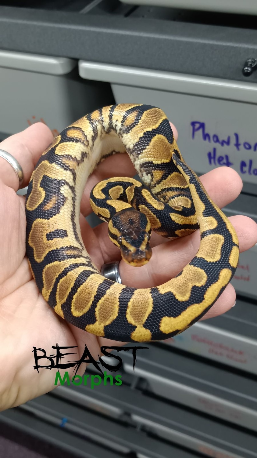 Orange Dream Yellow Belly 100% Het Desert Ghost Ball Python by Beast ...