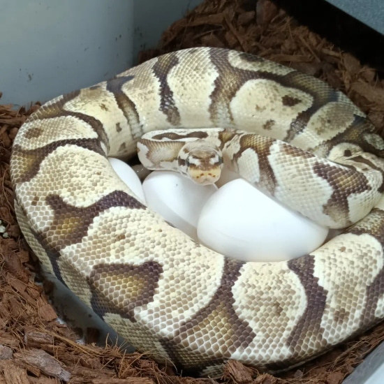 Pastel Vanilla Proven Breeder Ball Python by Beast Morphs
