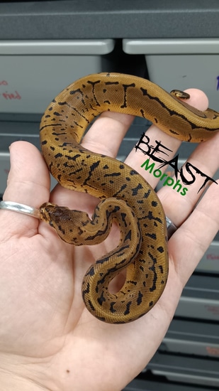 Acid Pinstripe 100% Het Sunset Ball Python by Beast Morphs