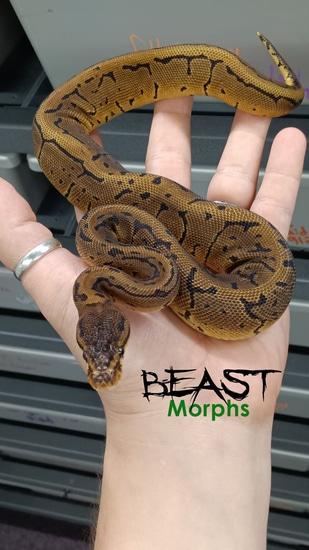 Acid Pinstripe 100% Het Sunset Ball Python by Beast Morphs