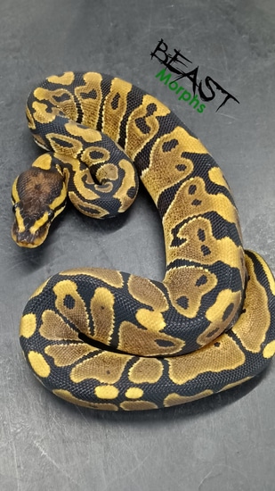 100% Het Albino Ball Python by Beast Morphs