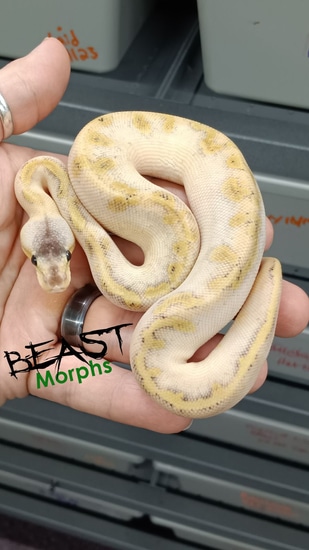 Vudoo Champagne Pastel 100% Het Albino Ball Python by Beast Morphs