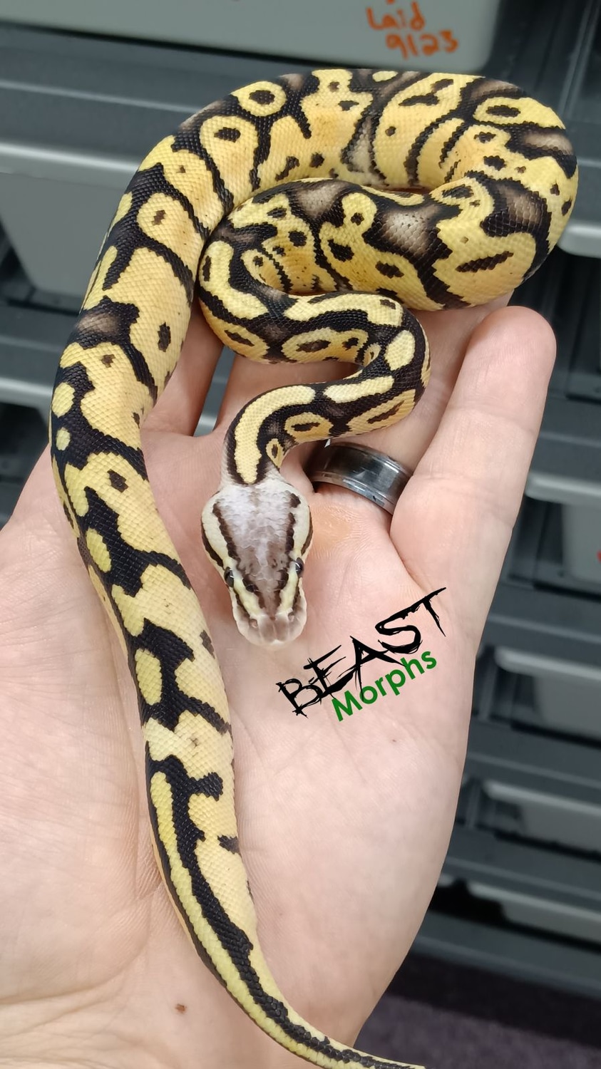 Firefly Ball Python by Beast Morphs - MorphMarket