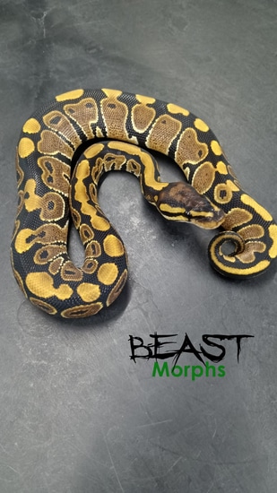 100% Het Desert Ghost Ball Python by Beast Morphs