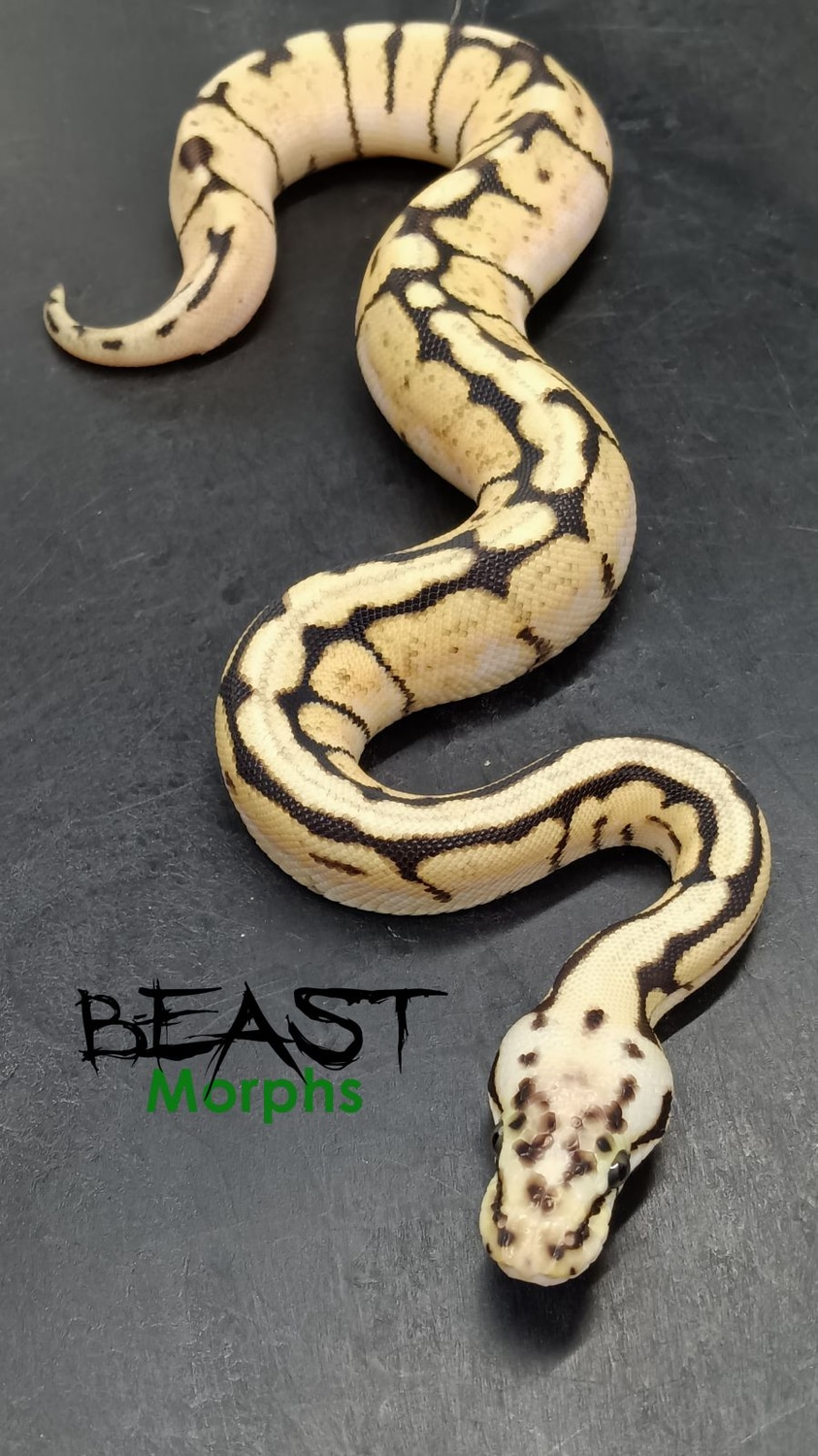Bumblebee 100% Het Sunset Ball Python by Beast Morphs - MorphMarket