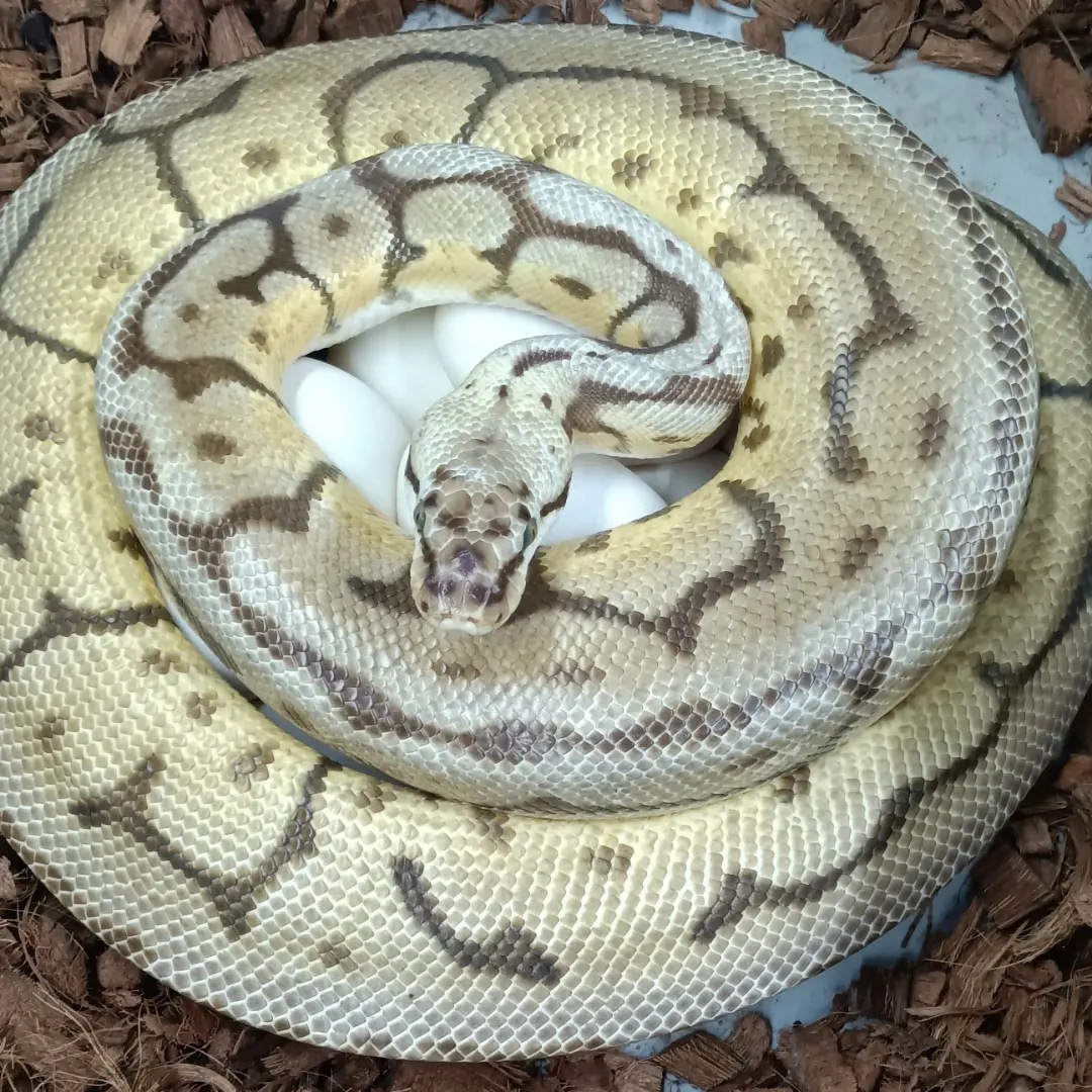 Leopard Bumblebee Het Sunset Ball Python by Beast Morphs - MorphMarket