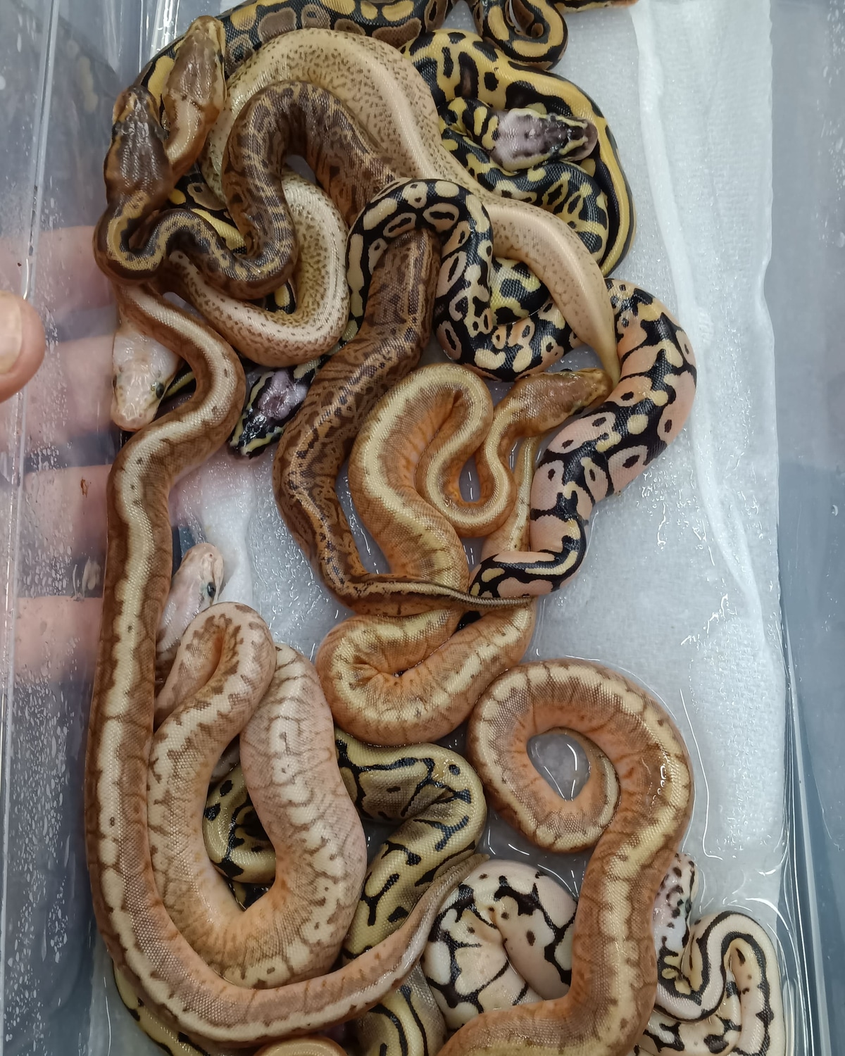 Ball Python Clutch: 22-22-sunset-leobeehetsun by Beast Morphs - MorphMarket