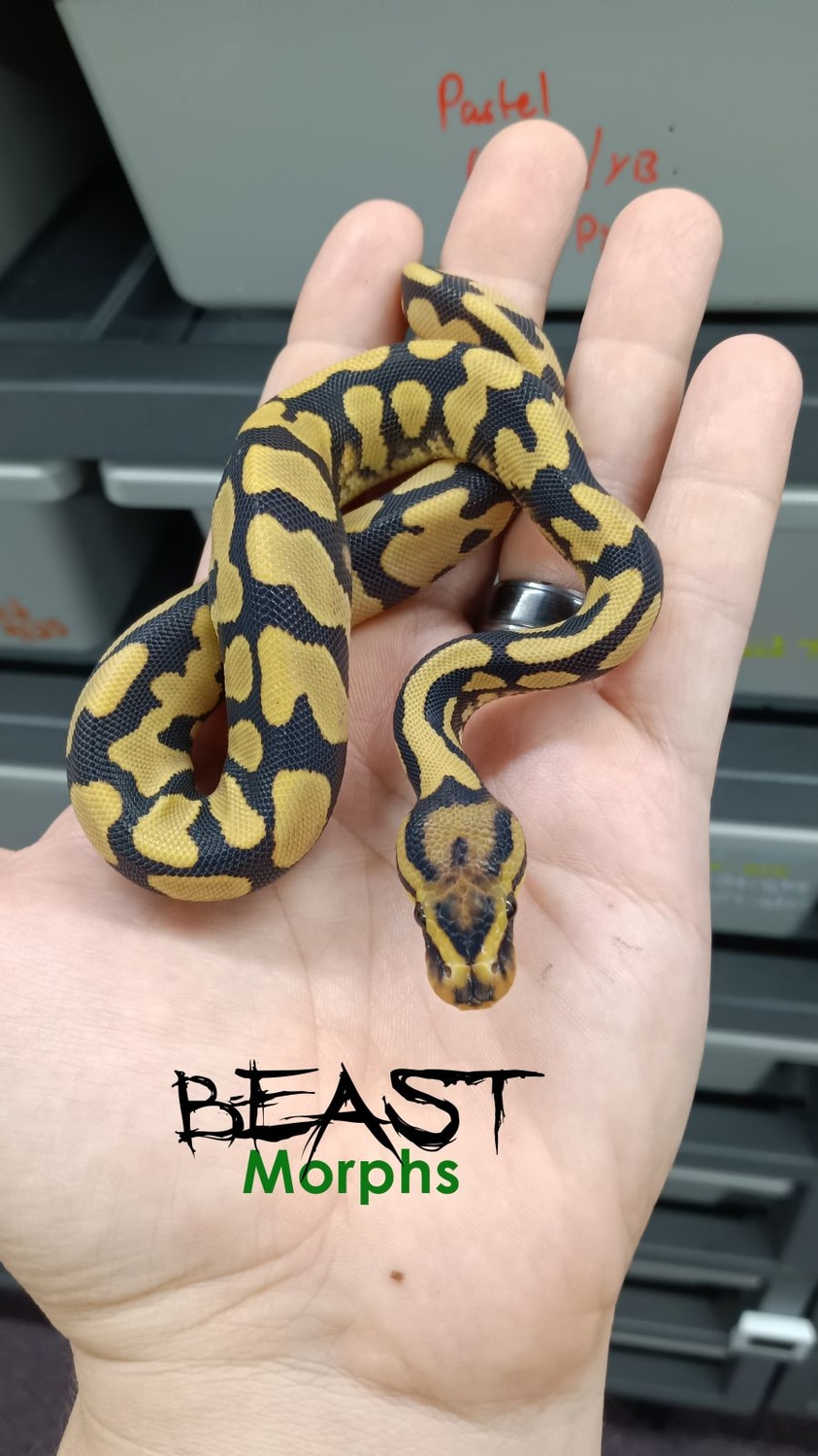 Orange Dream Yellow Belly Desert Ghost Ball Python by Beast Morphs ...