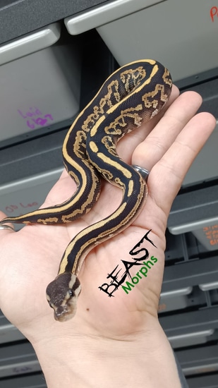 Black Pastel Mystic Specter 100% Het Desert Ghost POS Het Cryptic Ball ...