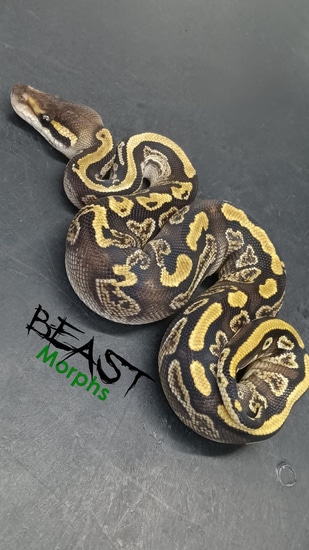 Bongo GHI 100% Het Clown Ball Python by Beast Morphs