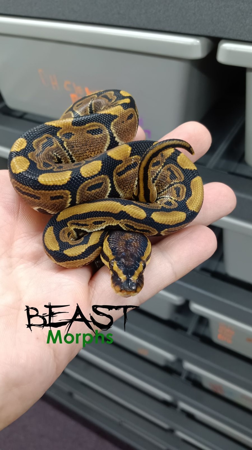 100% Het Clown Ball Python by Beast Morphs - MorphMarket