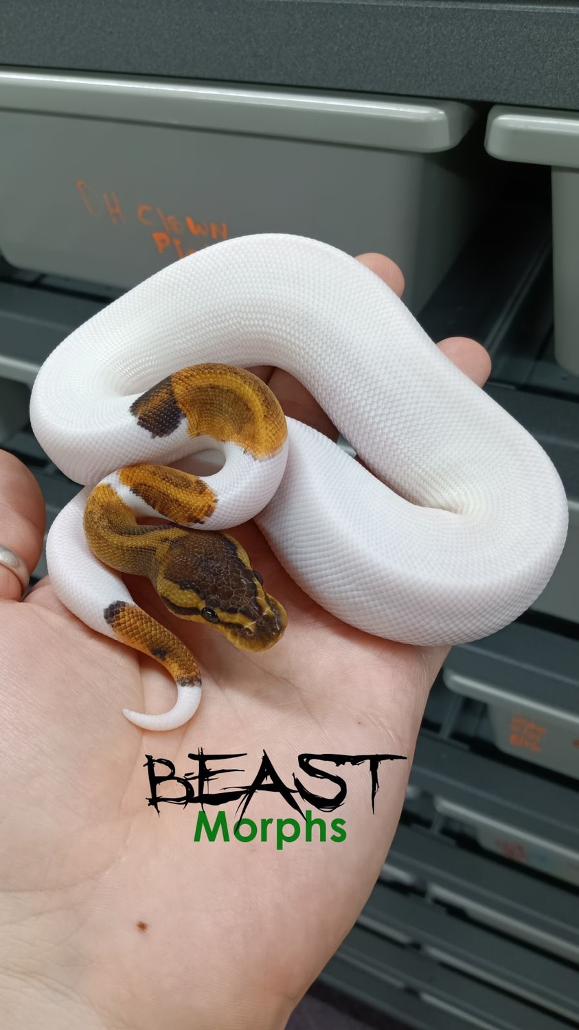 Mahogany Pied 100% Het Clown Ball Python by Beast Morphs - MorphMarket