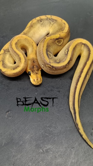 Vudoo Champagne 100% Het Albino Ball Python by Beast Morphs