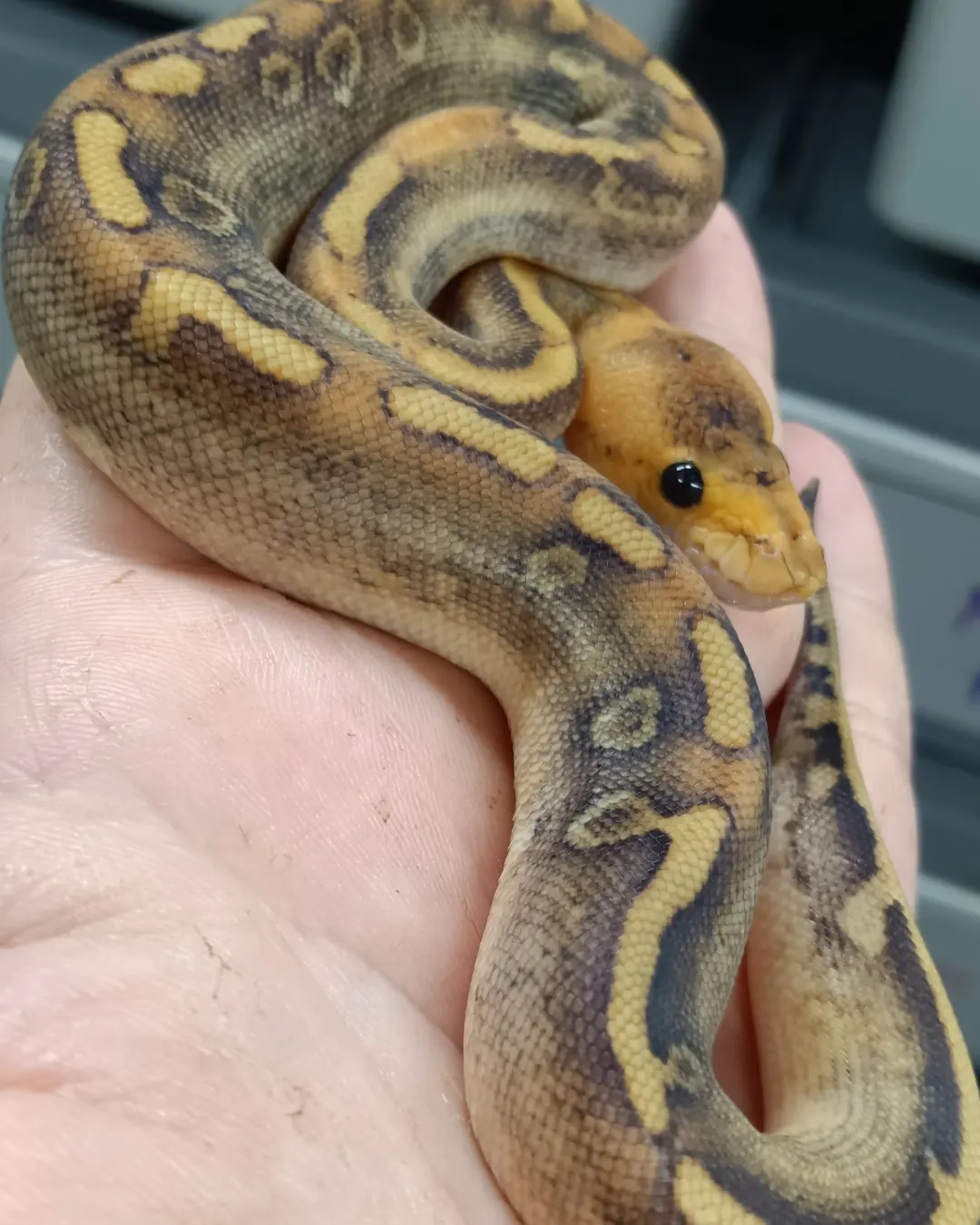 Vudoo Champagne 100% Het Albino Ball Python by Beast Morphs - MorphMarket