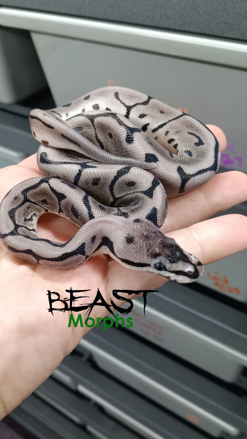 Axanthic (VPI) 100% Het Piebald Leopard Spider Ball Python by Beast ...