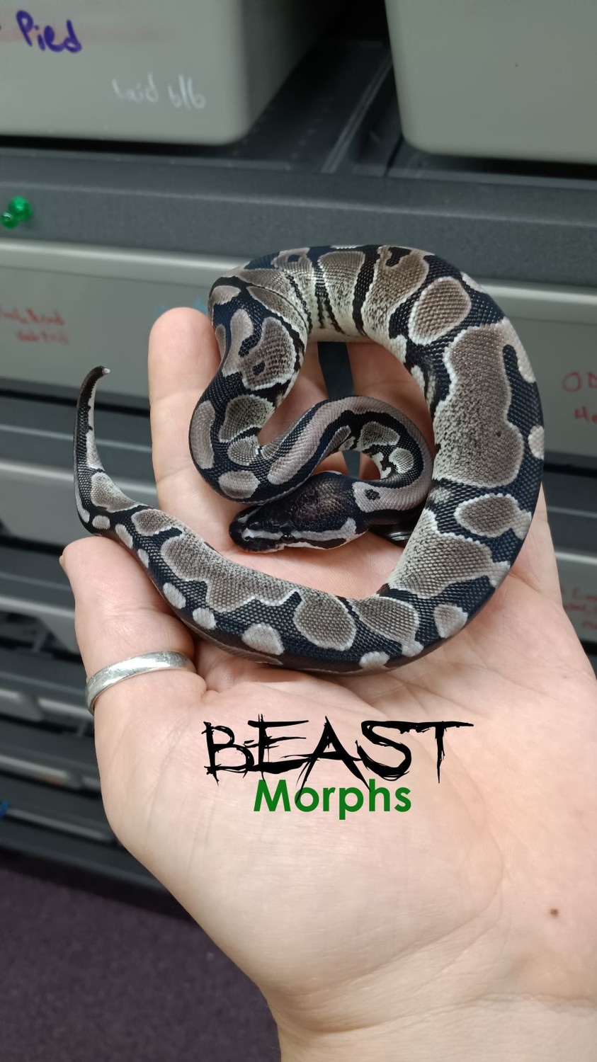 Axanthic (VPI) 100% Het Piebald Ball Python by Beast Morphs - MorphMarket
