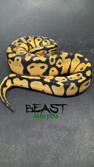 Pastel Orange Dream 100% Het Sunset Ball Python by Beast Morphs