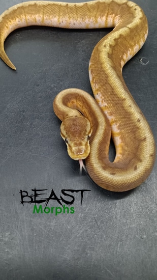 Spider Sunset Ball Python by Beast Morphs