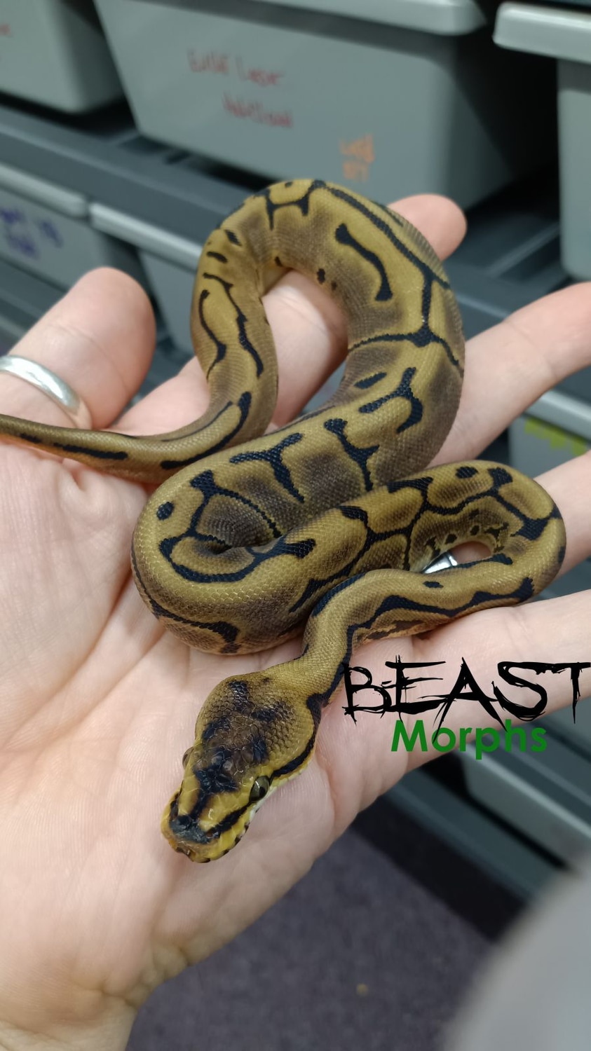 Leopard Spider 100% Het Sunset Ball Python by Beast Morphs - MorphMarket