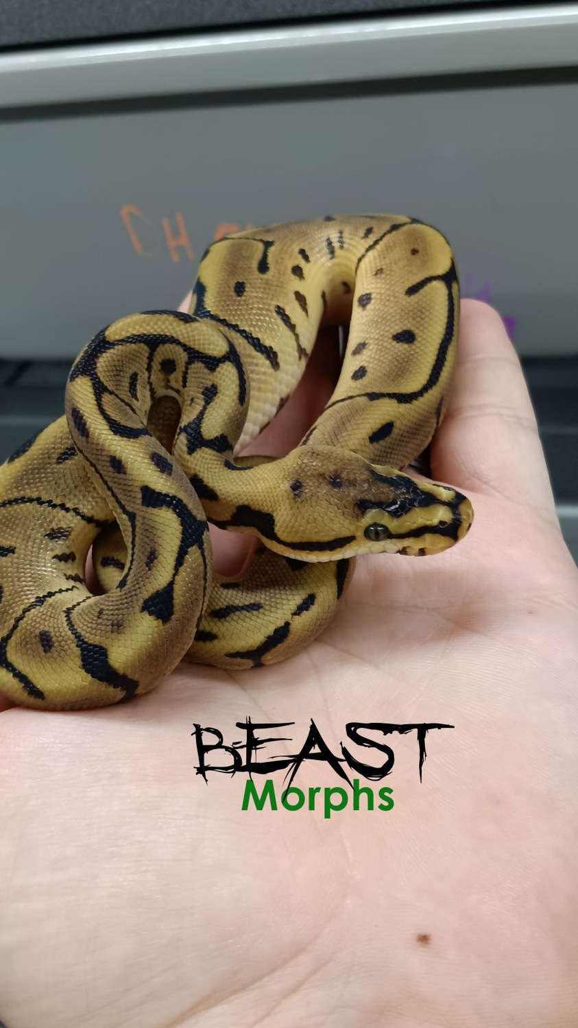 Leopard Spider 100% DH Axanthic (VPI) Piebald Ball Python by Beast Morphs - MorphMarket
