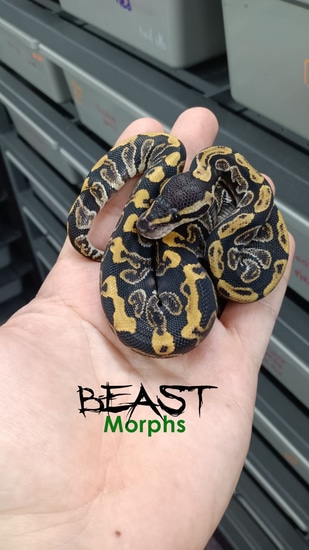 GHI Phantom 100% Het Clown Ball Python by Beast Morphs