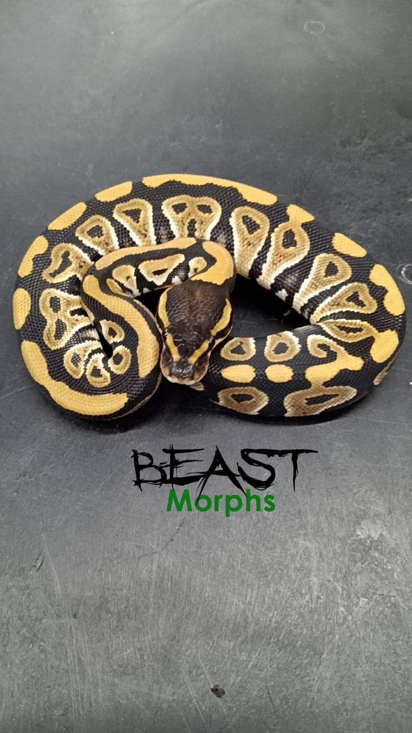 Phantom 100% Het Clown Ball Python by Beast Morphs - MorphMarket