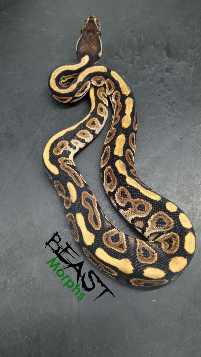 Black Pastel 100% Het Desert Ghost 50% Het Cryptic Ball Python by Beast ...