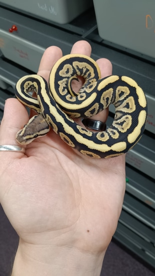 Black Pastel Specter Desert Ghost 50% Het Cryptic Ball Python by Beast ...