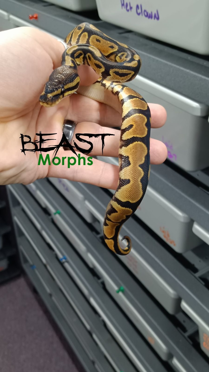 Orange Dream 100% Het Piebald Ball Python by Beast Morphs - MorphMarket