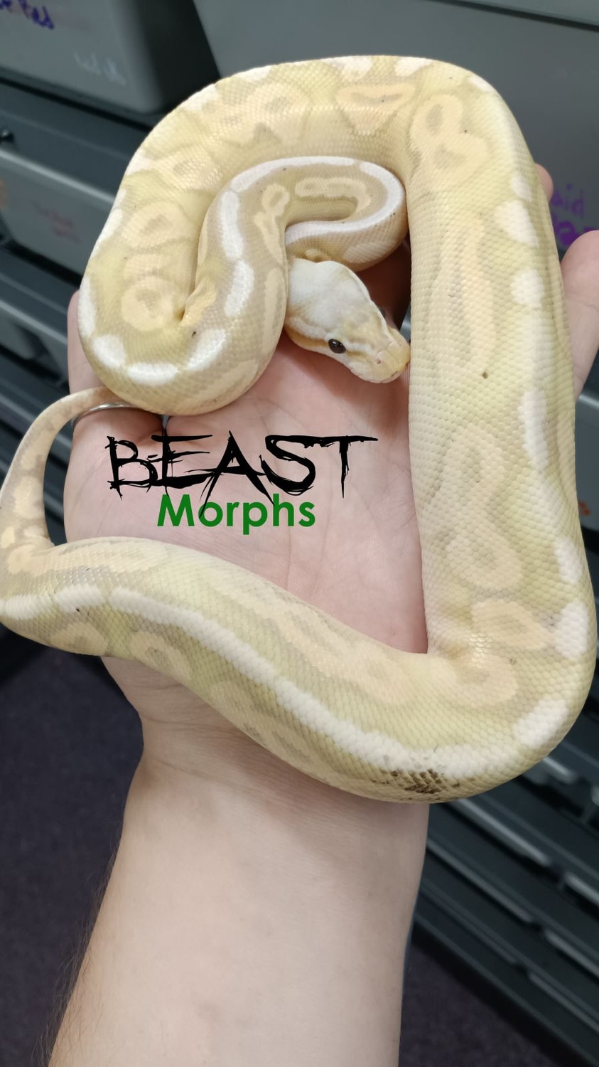 DH Hypo Clown Banana Cinnamon Pastel Ball Python by Beast Morphs - MorphMarket